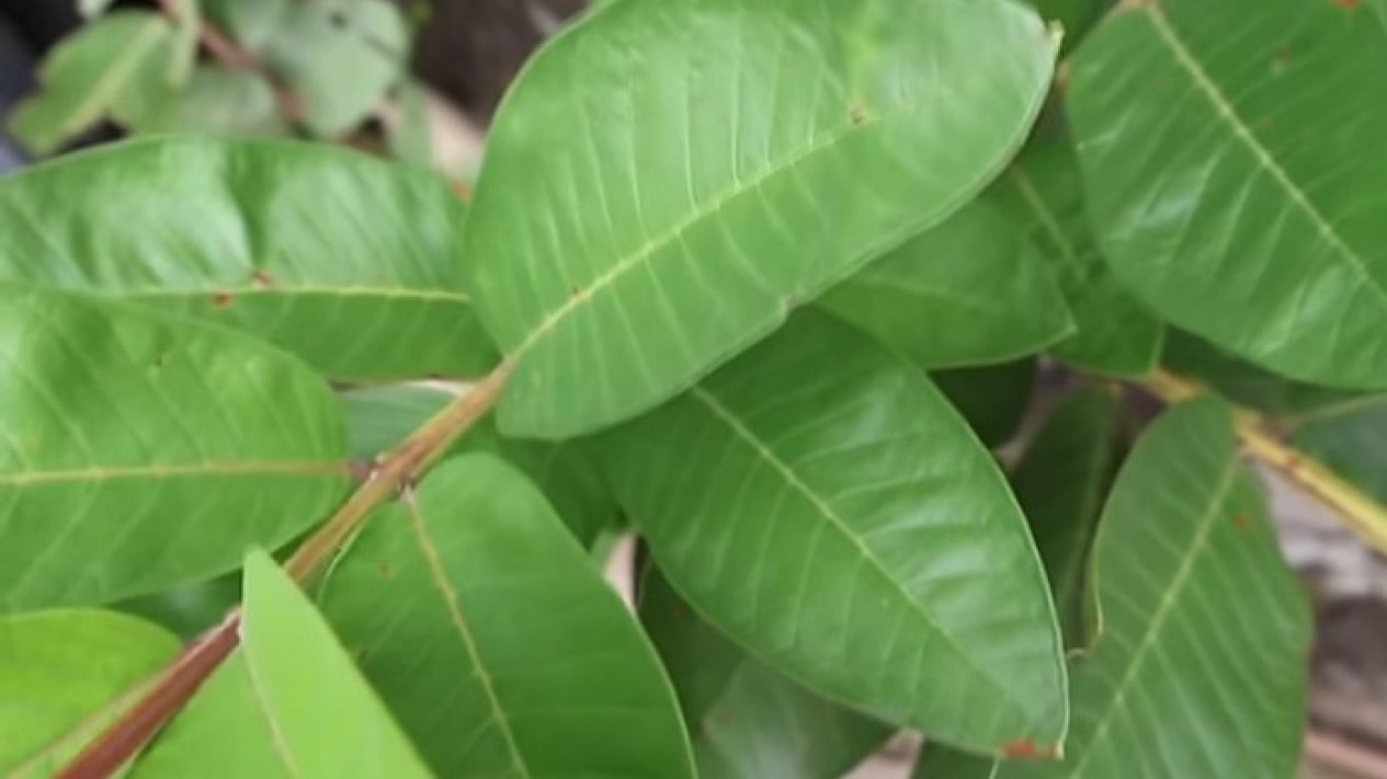 Rebusan Daun Jambu Biji dan Kunyit Ternyata Punya 7 Manfaat Dahsyat ...