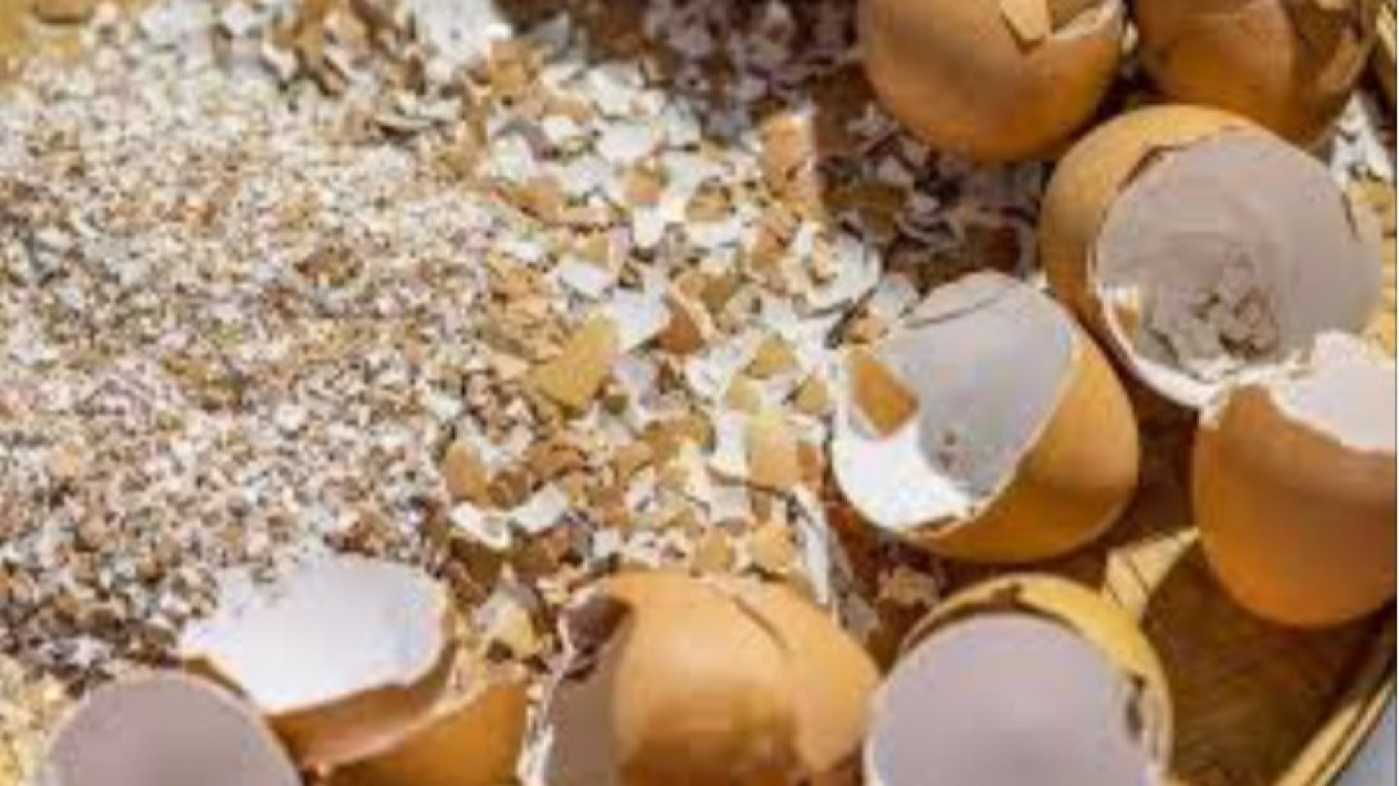 Foto Jangan Salah Lagi! Ini Cara Tepat Bikin Pupuk Kalsium dari ...