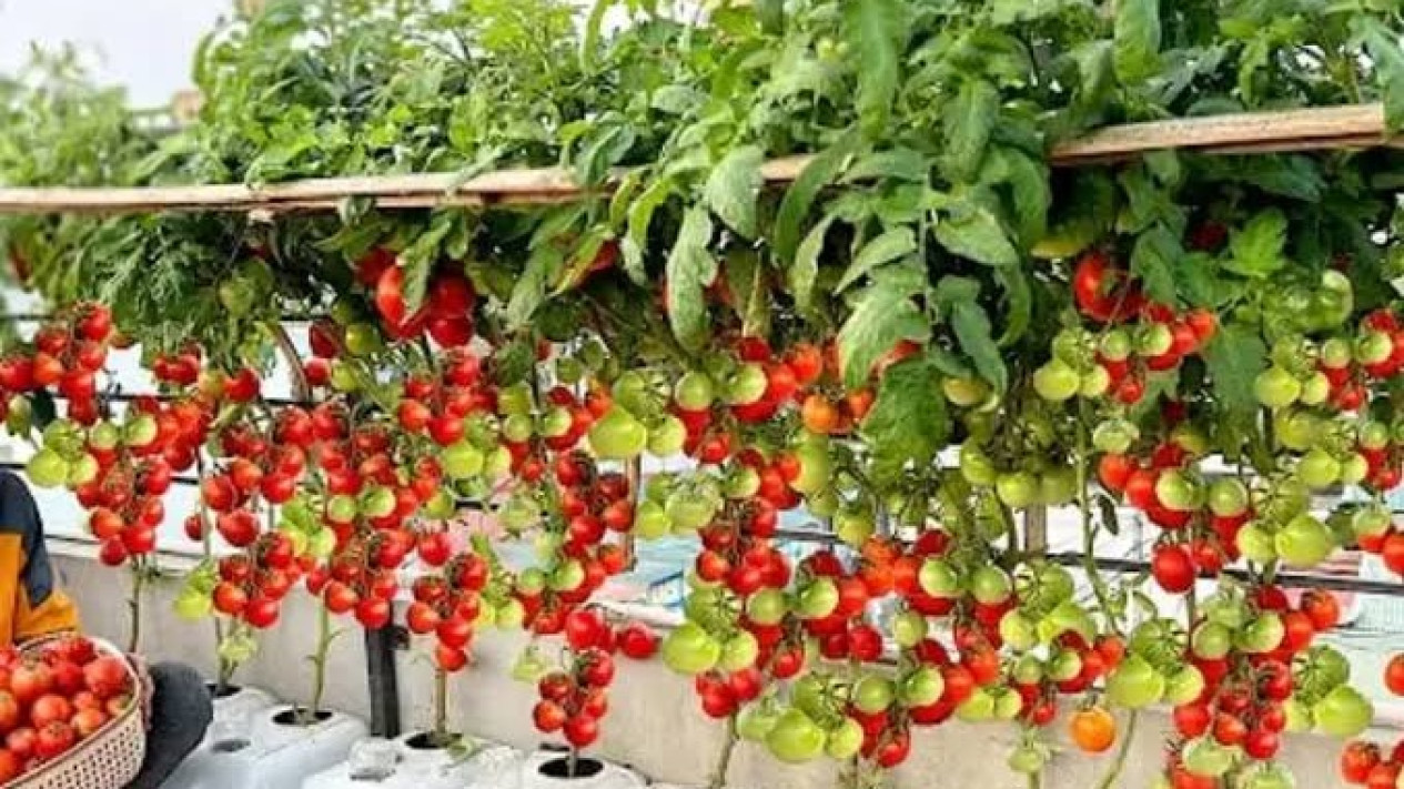 Foto Agar Pohon Tomat Cepat Berbuah, Ini Tips Jitu yang Mudah Dilakukan!