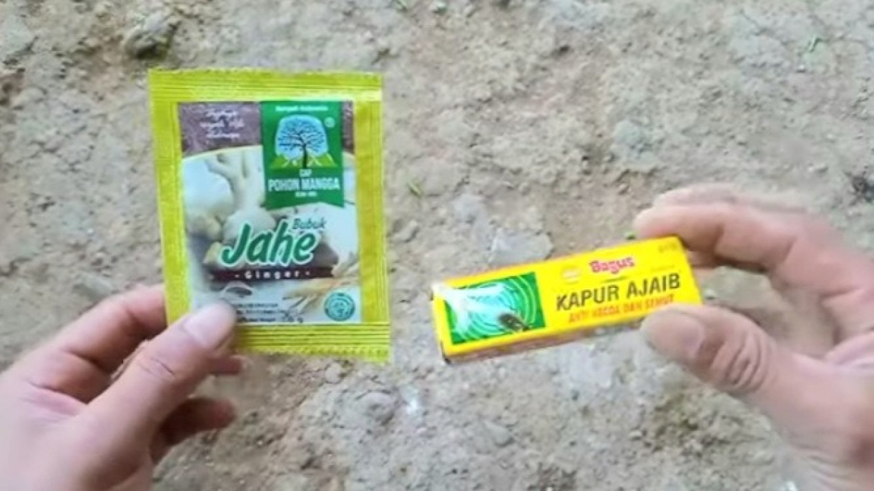 Foto Ampuh! Semut, Kutu, Ulat dan Hama Tanaman Lainnya Minggat, Modal ...