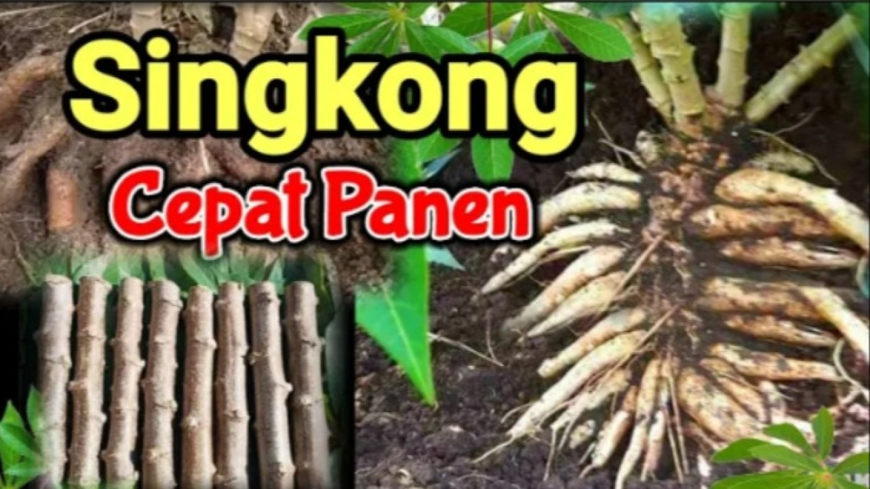 Foto Cara Tepat Menanam Singkong Agar Cepat Berbuah, Bisa Panen dalam 5 Bulan