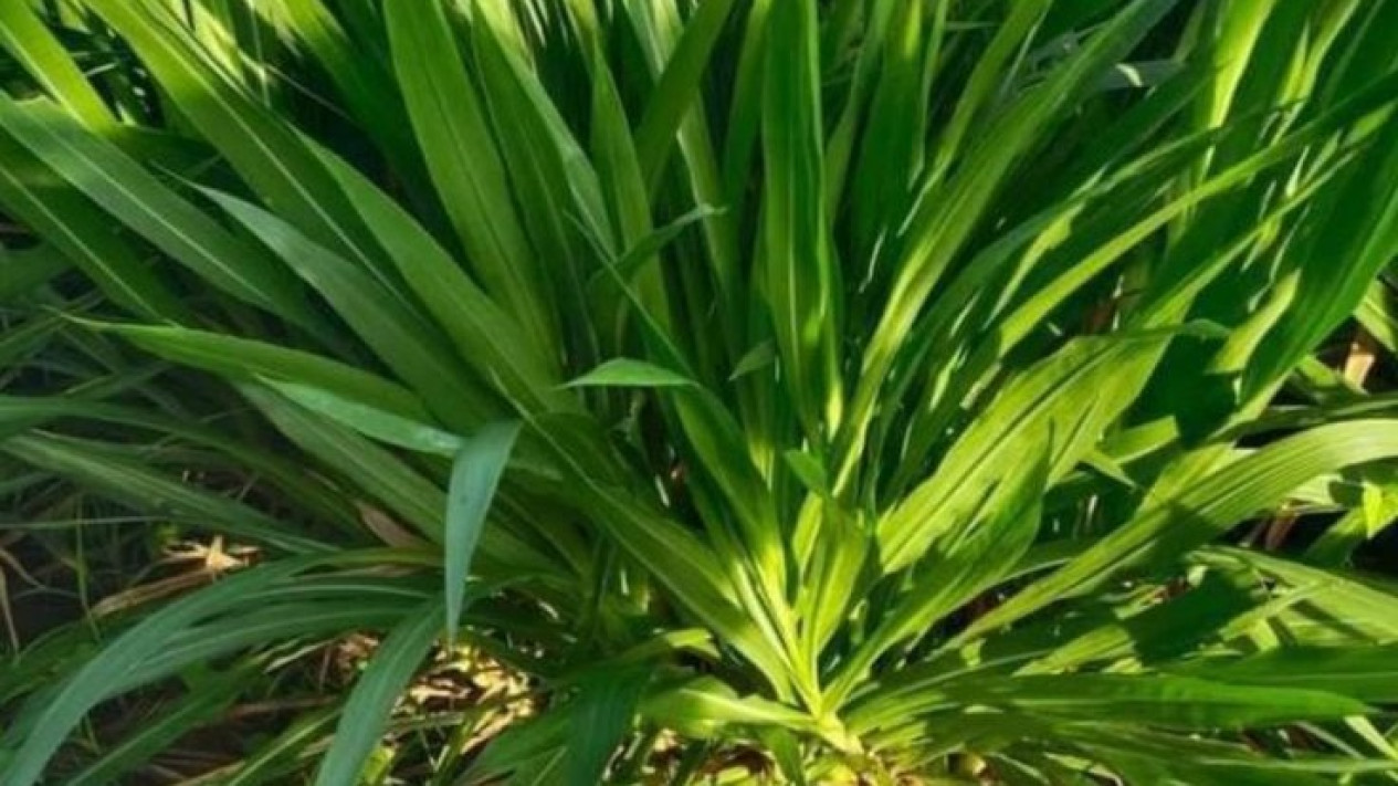 Foto 5 Jenis Rumput Tinggi Protein untuk Segala Jenis Ternak, Cocok ...