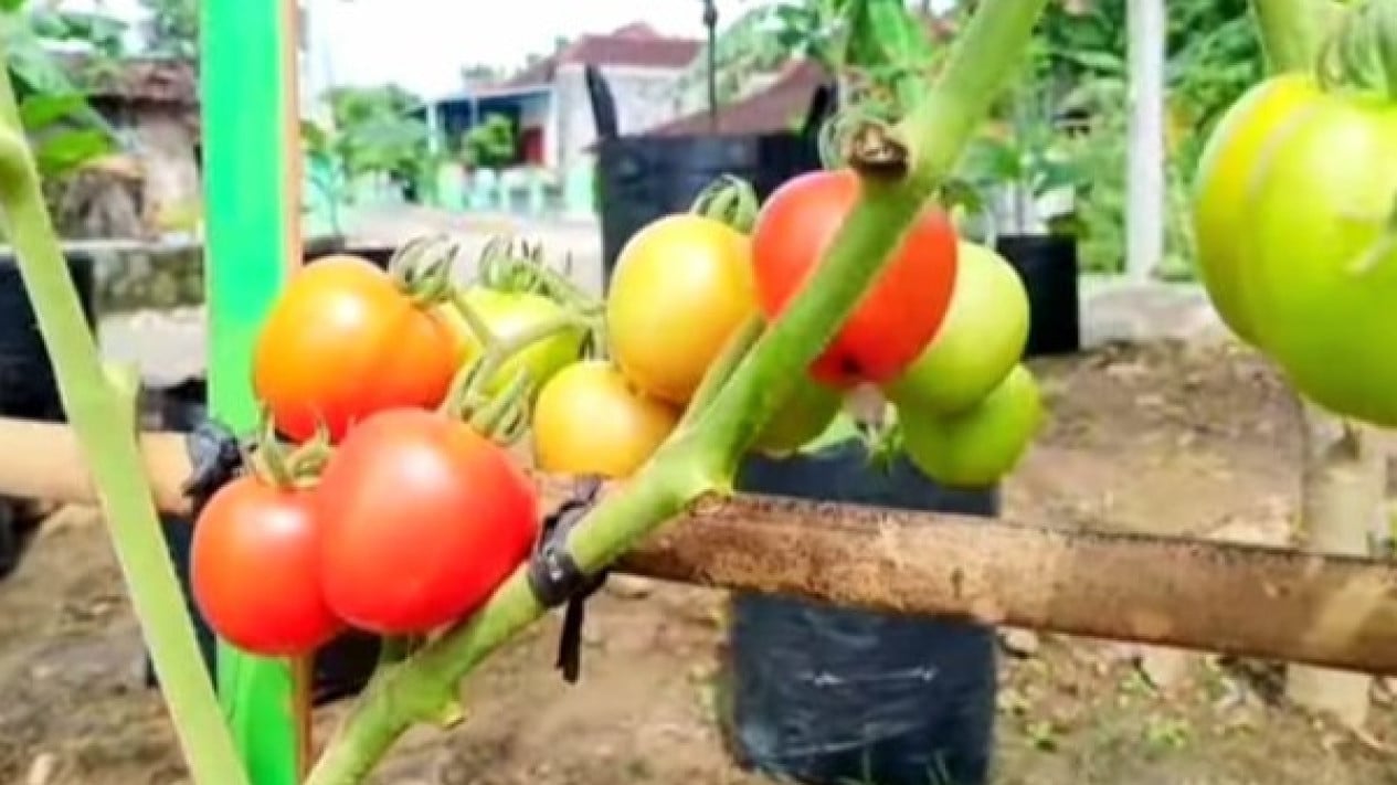 Foto Panen Tomat di Rumah, Hasilnya Luar Biasa dan Bikin Kamu Takjub!