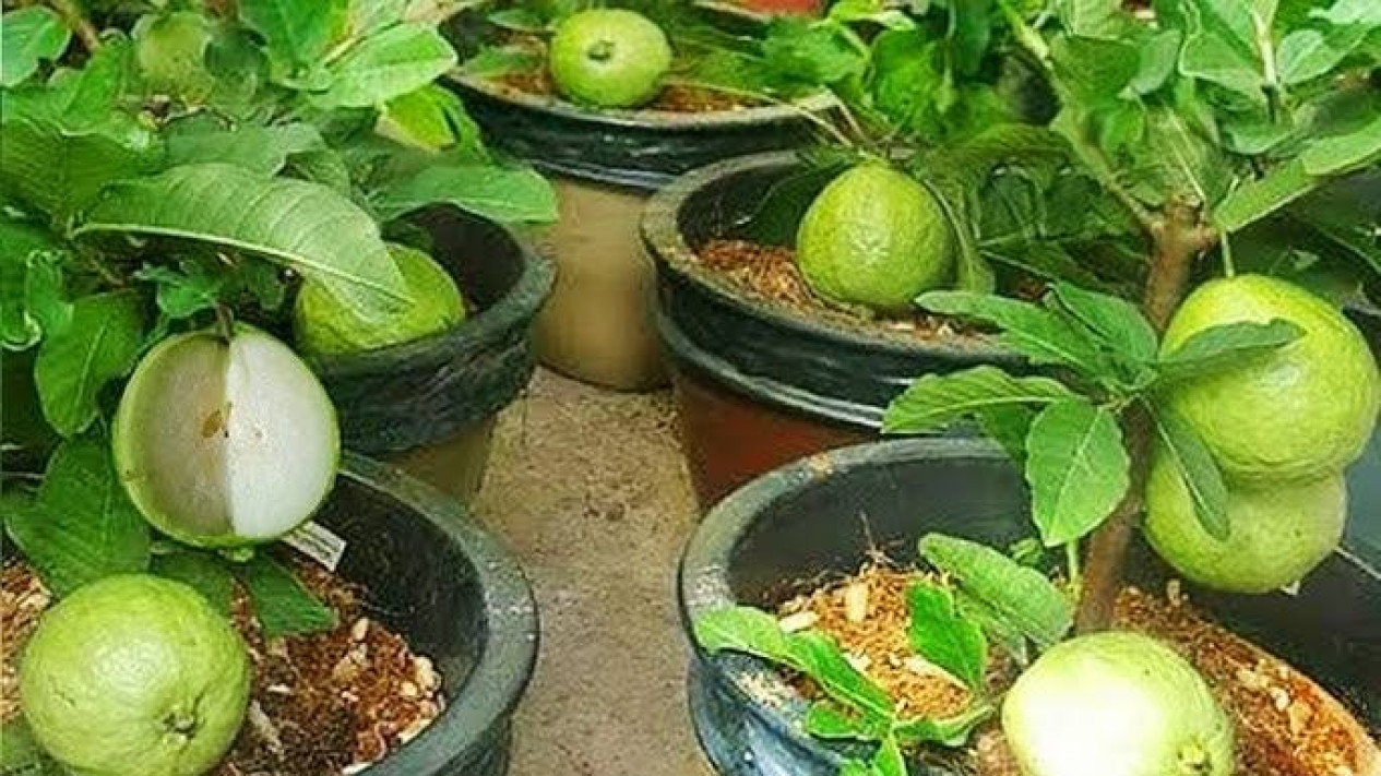 Foto Cara Menanam Jambu Kristal dalam Pot Agar Cepat Berbuah, Mudah Hasilnya Melimpah