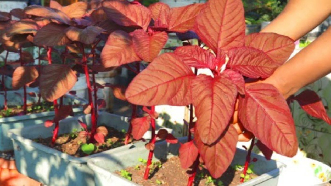 Foto Wajib Coba Bun, Begini Cara Menanam Bayam Merah di Rumah: Praktis ...