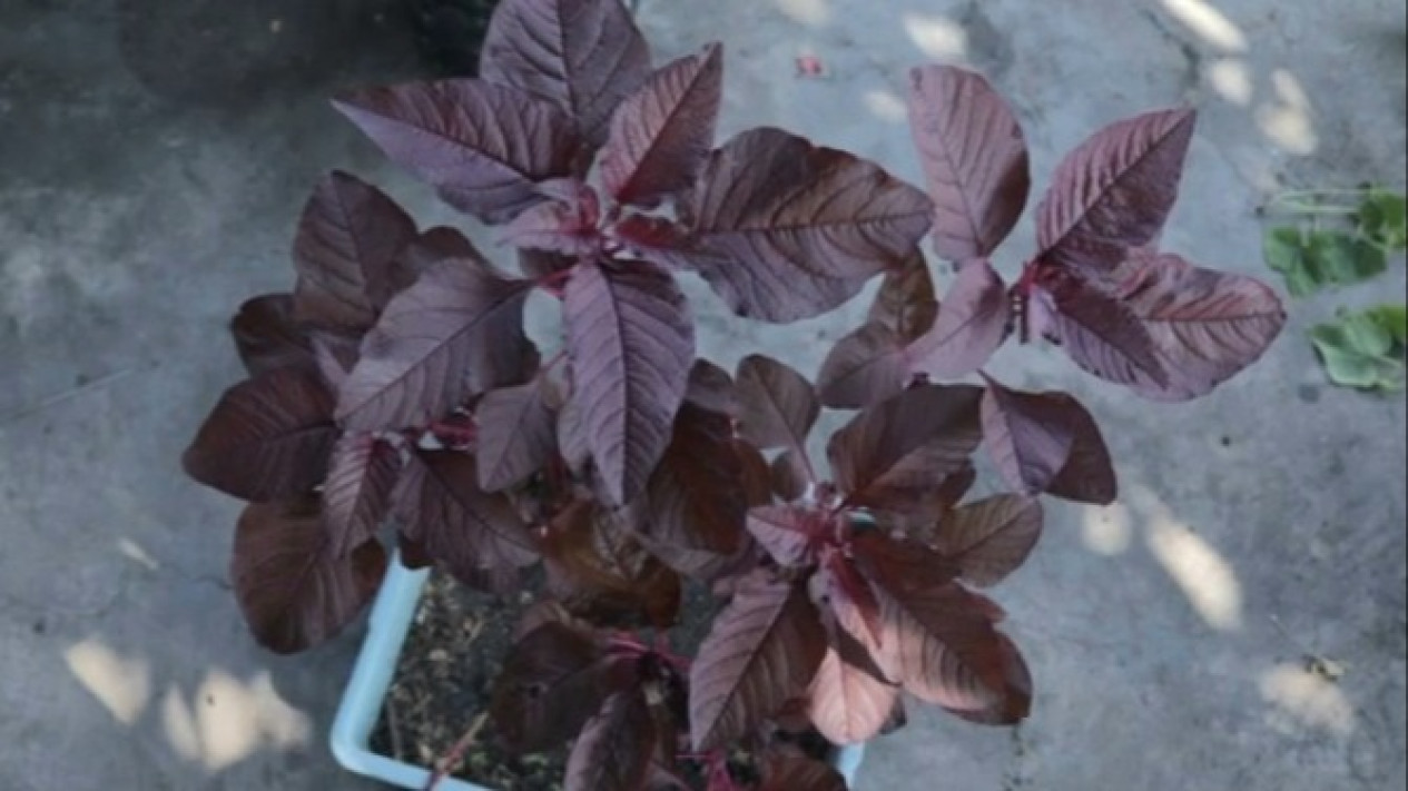 Foto Menanam Bayam Merah dari Satu Lembar Daun? Bisa Banget!