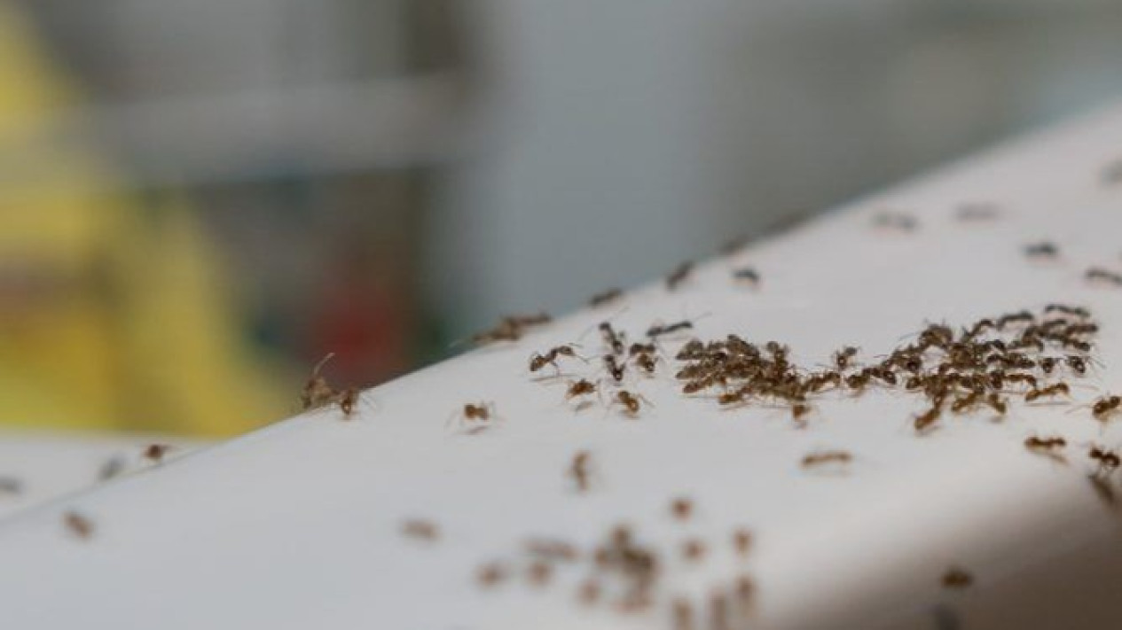 Anti Ribet! Ini Cara Mengusir Semut yang Paling Ampuh Hanya Modal Tisu ...