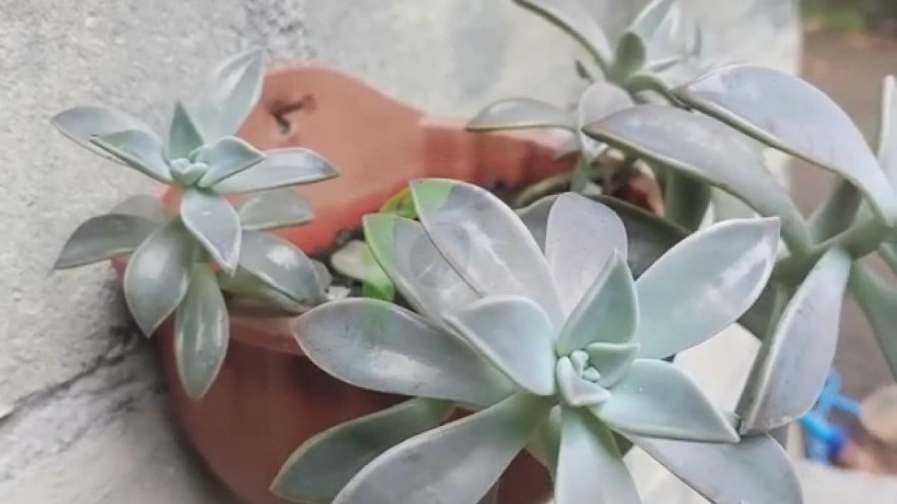 Gampang Bun, Ini Cara Mudah Memperbanyak Tanaman Sukulen dengan Stek Daun