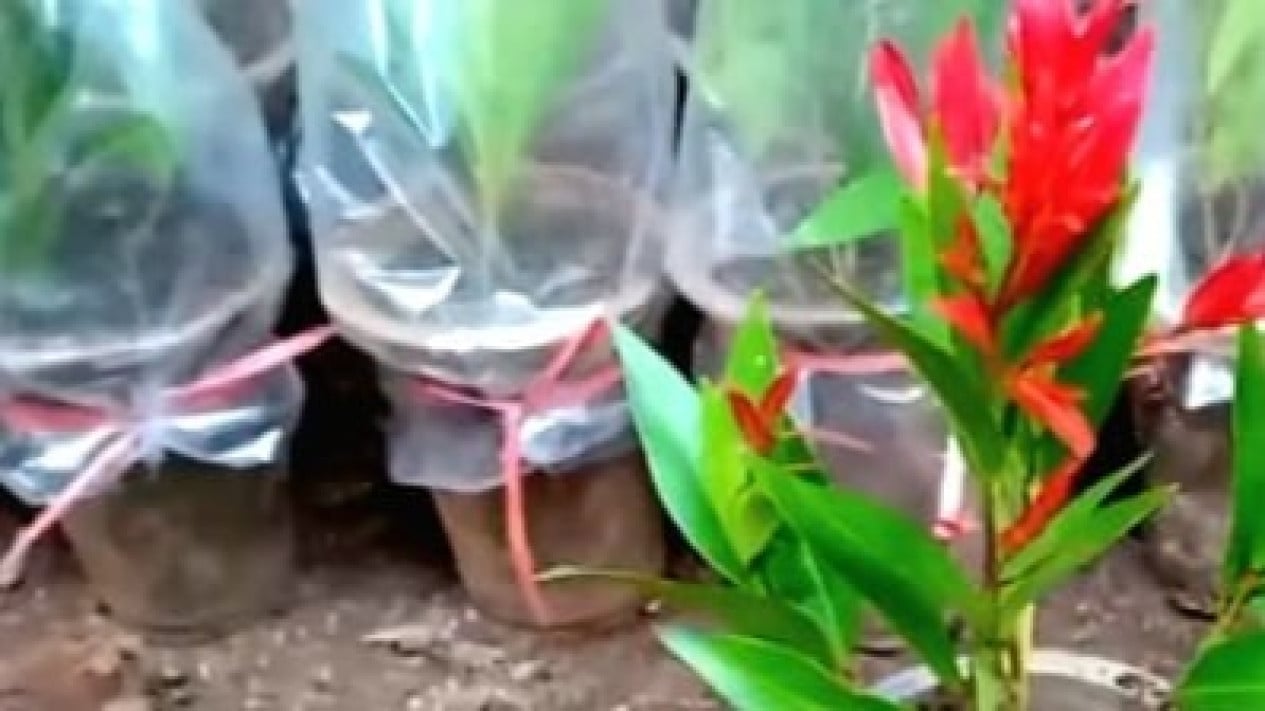 Foto Stek Bunga Pucuk Merah! Teknik Perbanyakan Tanaman yang Mudah dan ...