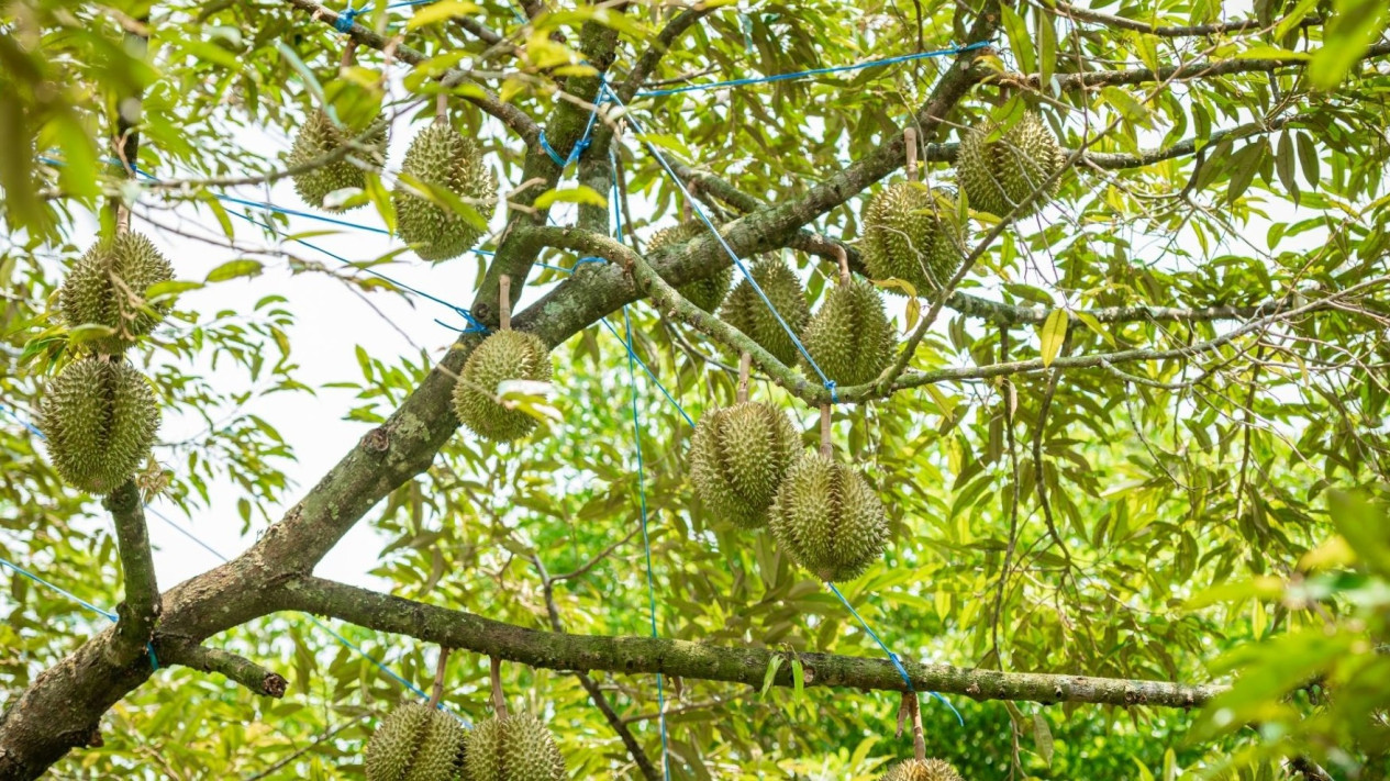 Foto Bisa Panen Durian Lebih Cepat! Ini Cara Menanam dari Biji agar ...