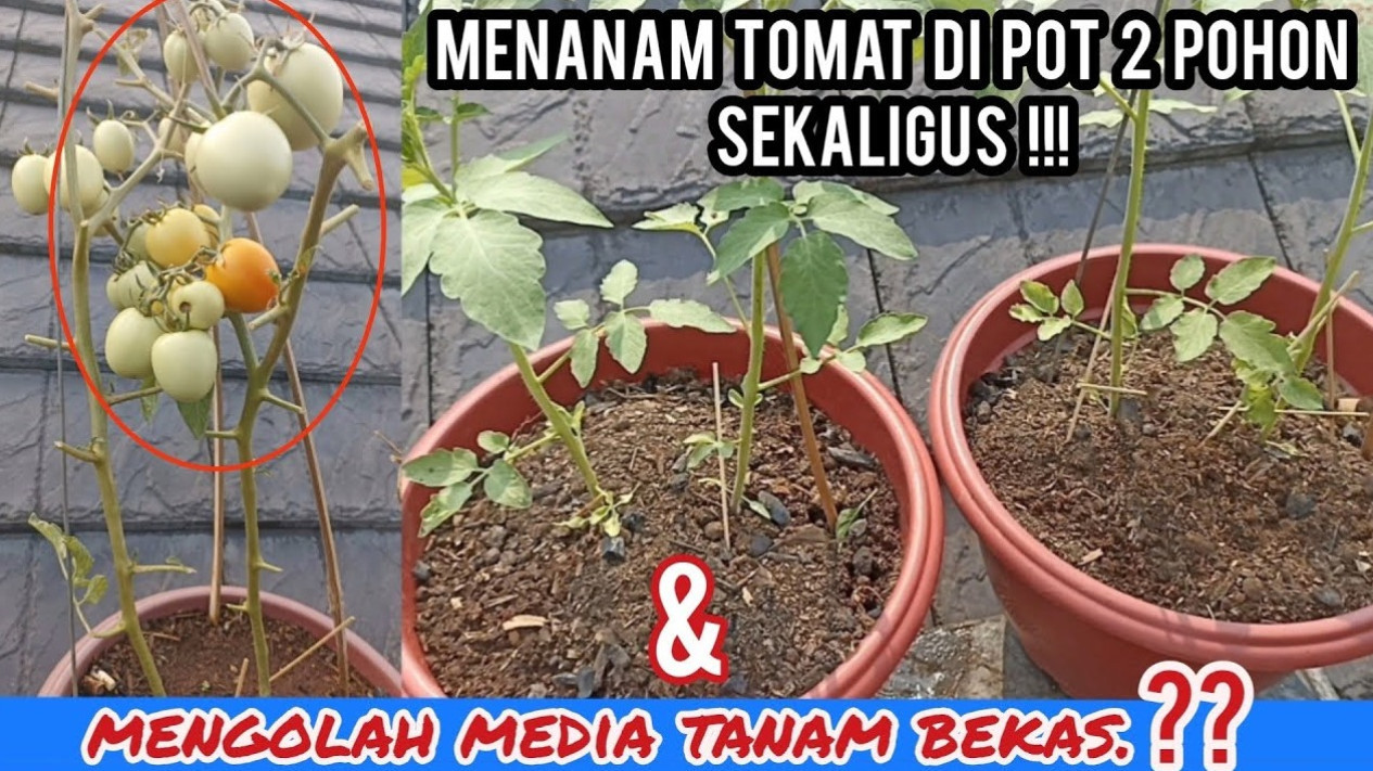 Cara Unik Tanam 2 Pohon Tomat dalam Satu Pot, Media Tanam Bekas Jadi ...