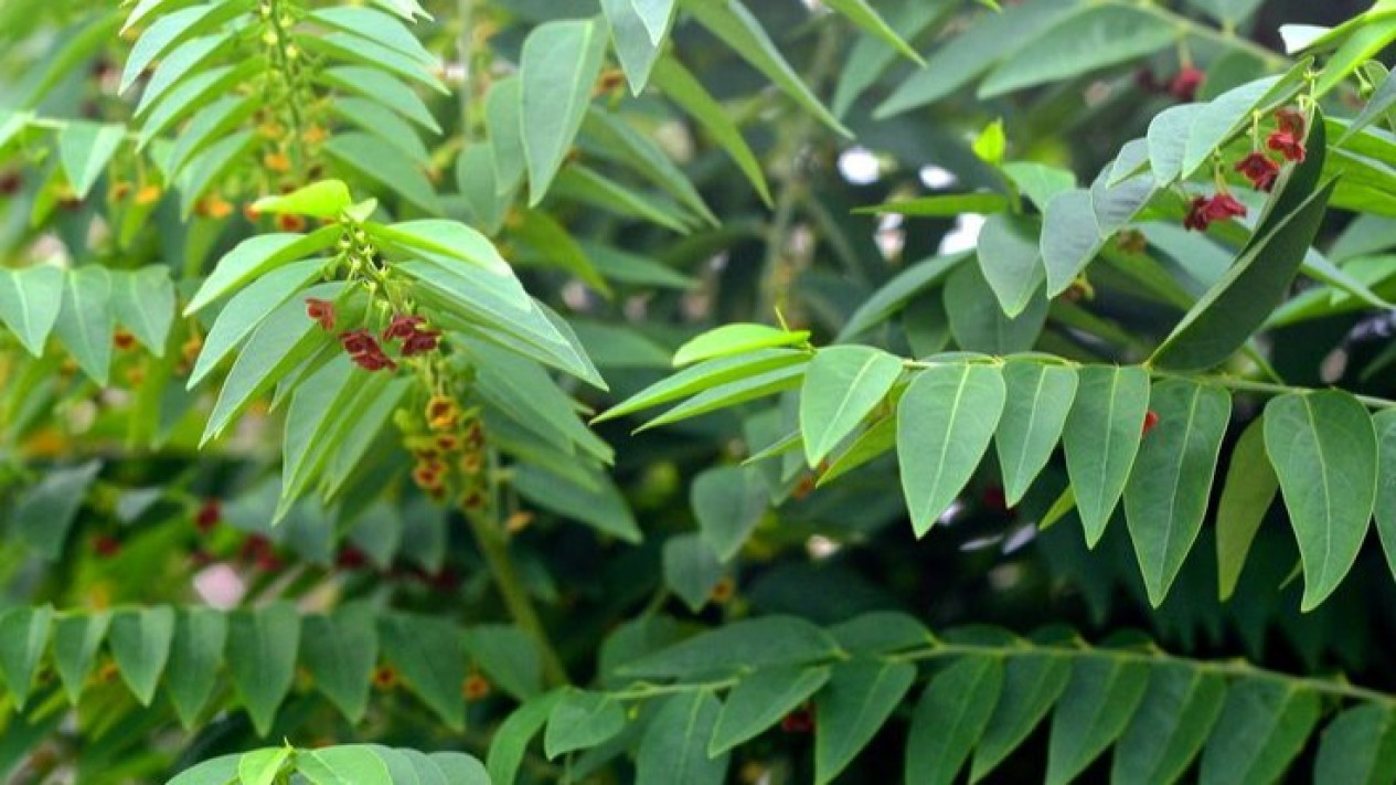 Foto Mau Tanaman Daun Katuk Banyak dan Rimbun, Pakai Cara Ini, Super ...