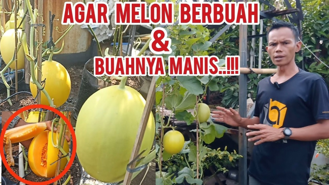 Cara Mudah Agar Melon Berbuah Besar dan Buahnya Manis, Dijamin Berhasil!