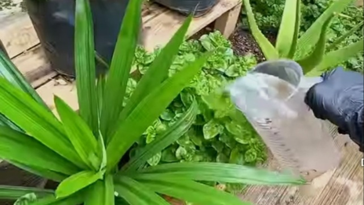 Foto Jangan Asal Siram Air Cucian Beras ke Tanaman! Gini Cara Pakainya ...