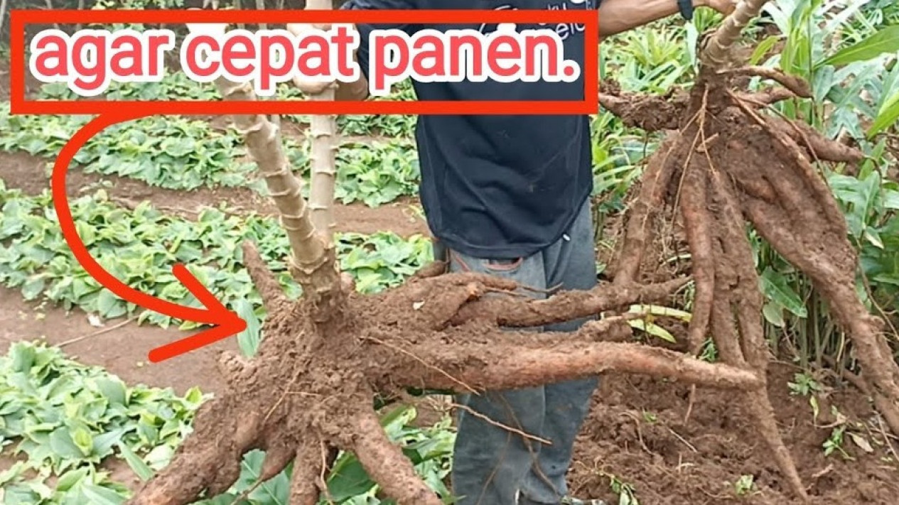 Rahasia Menanam Singkong Agar Lebat dan Cepat Panen, Auto Untung Banyak!
