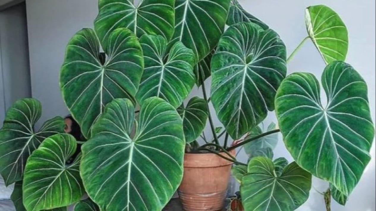 Foto Cara Pintar Merawat Tanaman Hias Gloriosum: Auto Cantik Mempesona!