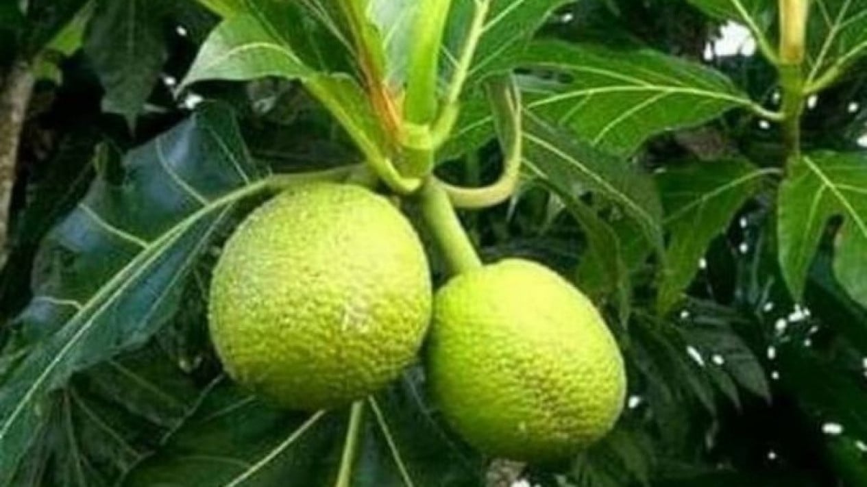 Bukan Cuma Enak Dimakan! Ternyata Sukun Punya Manfaat Gila untuk ...