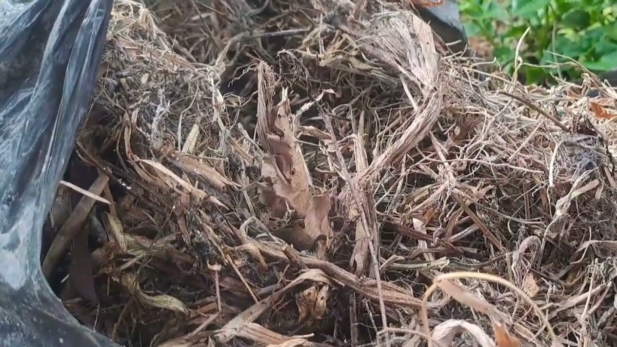 Foto Rahasia di Balik Sampah Rumput: Disimpan 2 Bulan dalam Plastik ...