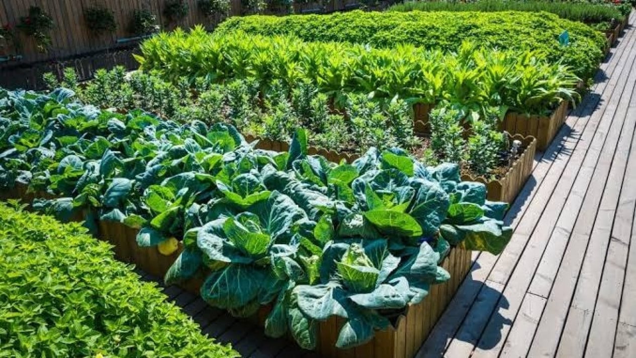 Foto Beri Garam! Tanaman Sayur dan Buah Tumbuh Subur Hijau Royo-royo ...