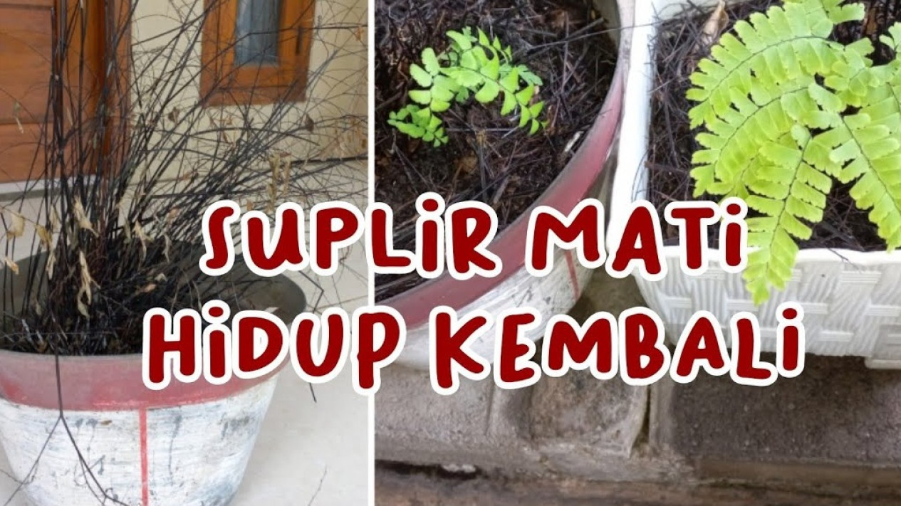 Foto Tanaman Suplir yang Kering Kerontang Bisa Hidup Lagi, Ini Cara ...