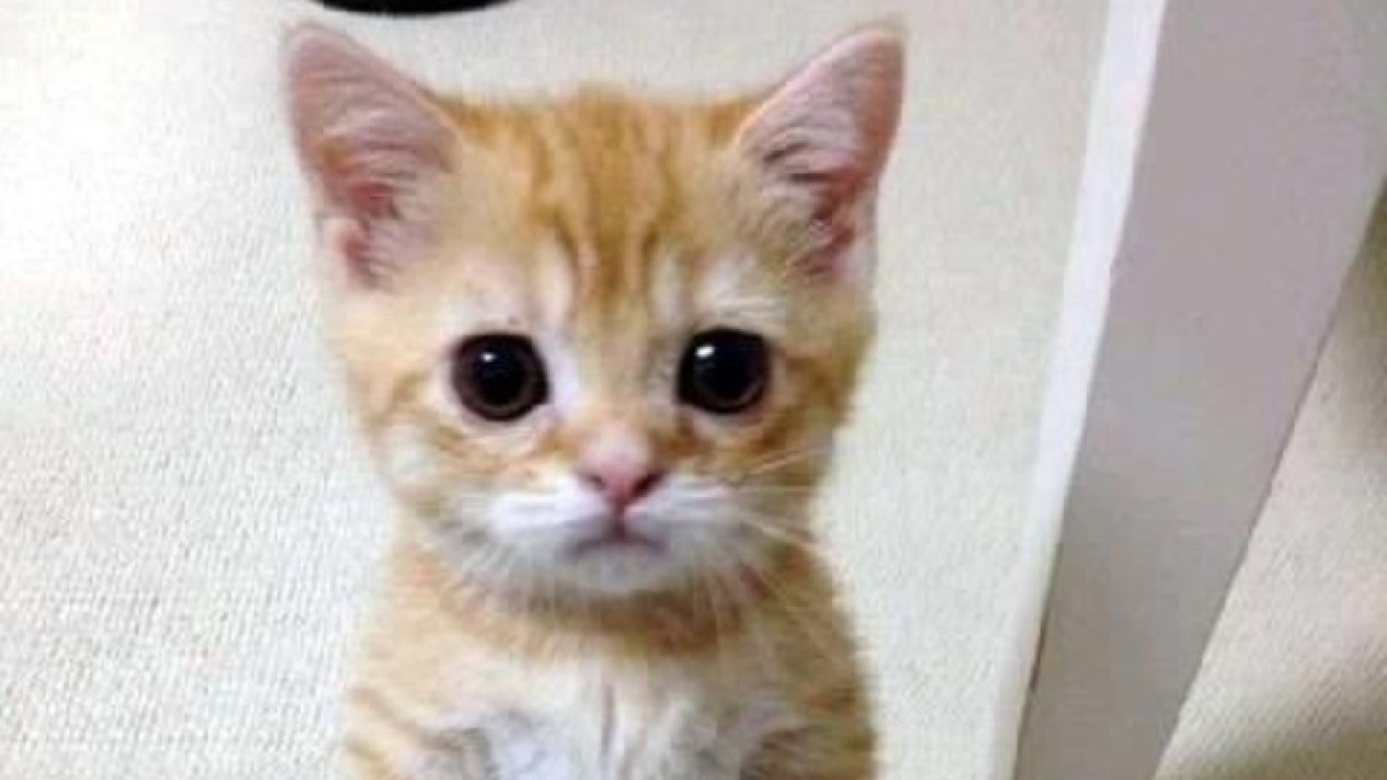 6 Manfaat Memelihara Kucing untuk Kesehatan dan Kehidupan Sehari-Hari