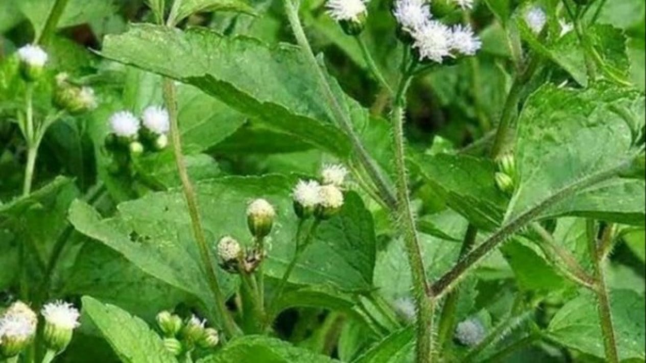 5 Tanaman Liar yang Ternyata Bisa Jadi Obat Herbal