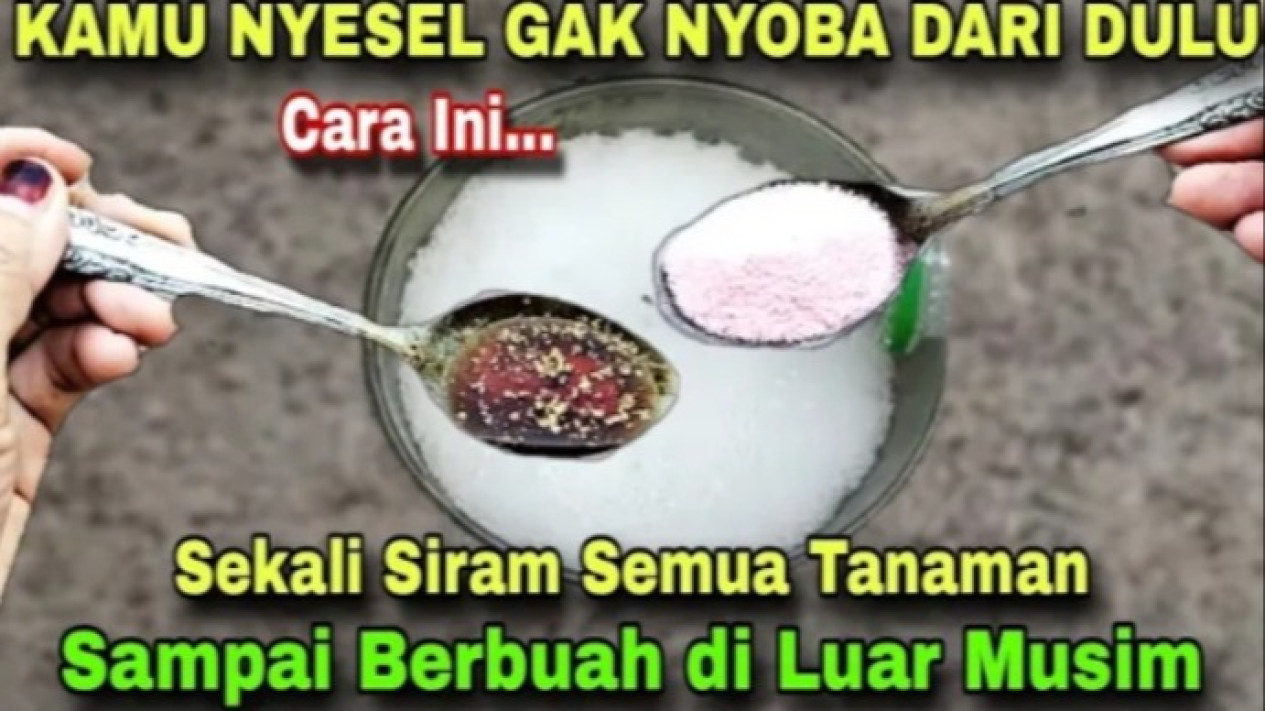 Tanaman Sulit Berbuah, Coba Racik Pupuk Ini, Modal Tiga Bahan Sederahana, Jadi Lebih Subur