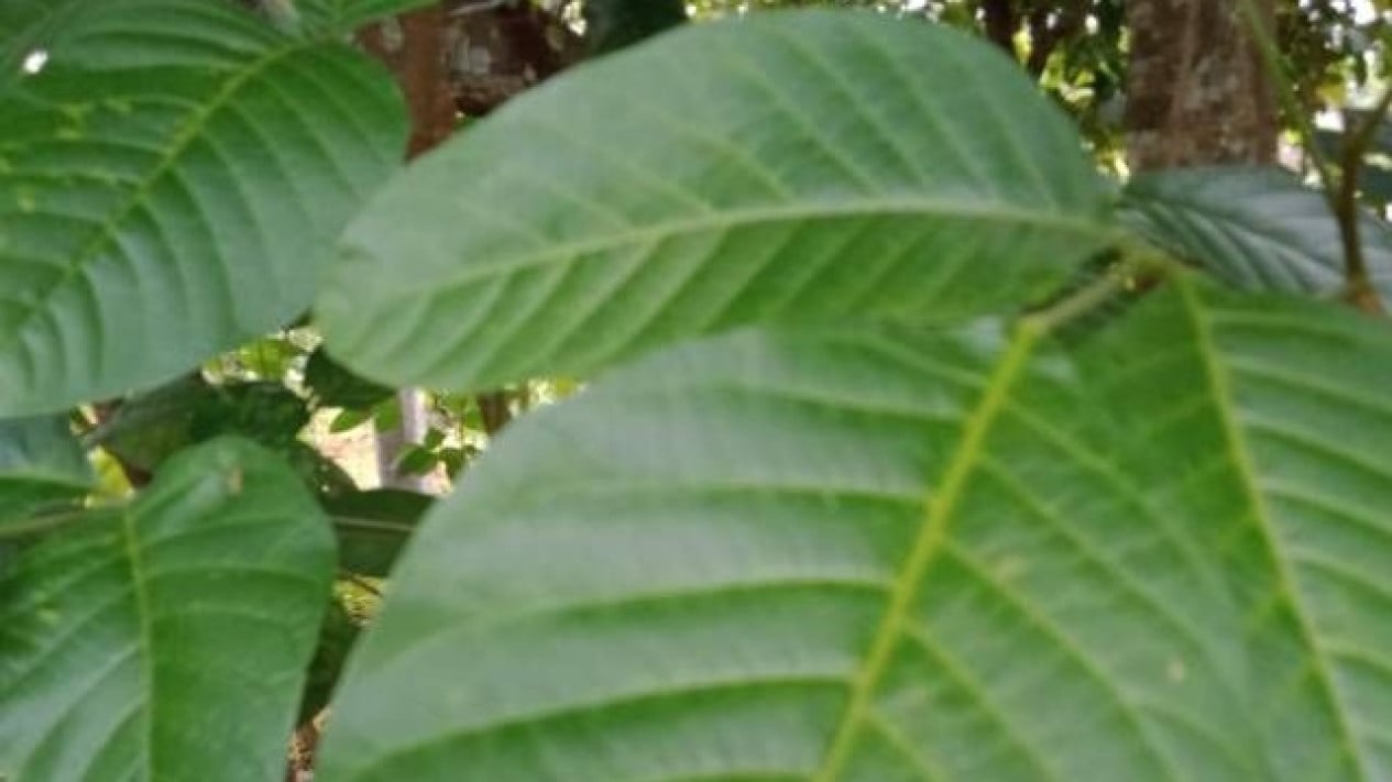 Manfaat Daun Kecapi untuk Kesehatan: Herbal Sederhana yang Kaya Khasiat