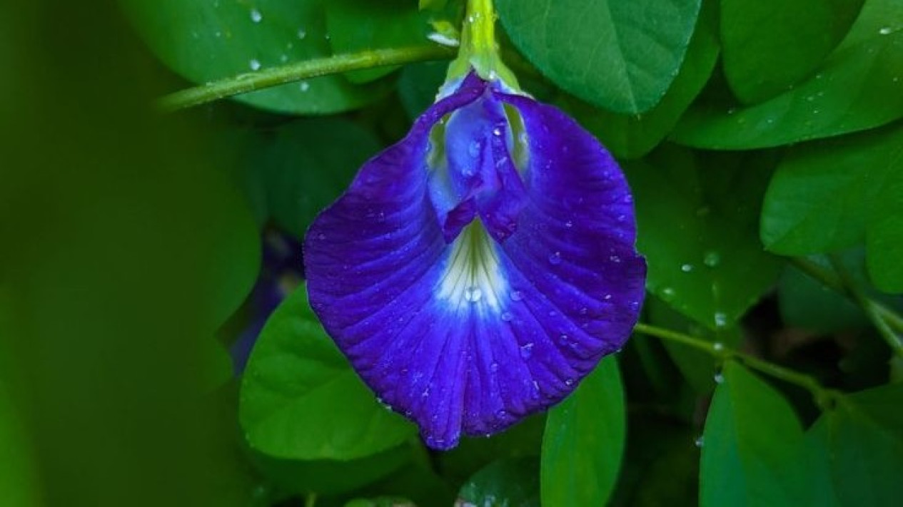 Mengenal Bunga Telang: Cantik, Alami, dan Penuh Manfaat Kesehatan