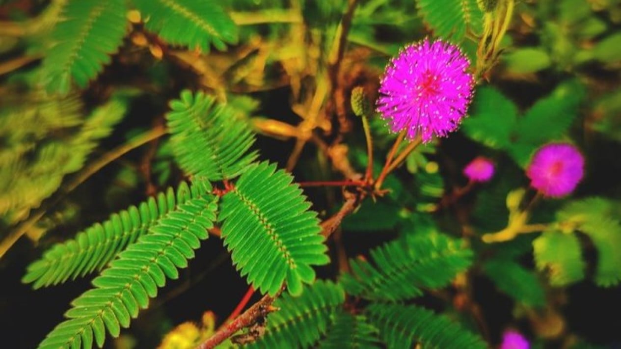 Manfaat Tanaman Putri Malu untuk Kesehatan: Dari Antiinflamasi hingga ...