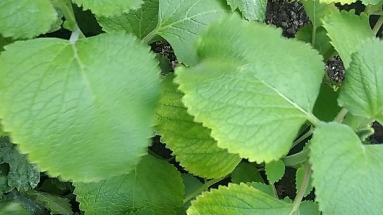 Manfaat Daun Bangun-Bangun: Herbal Tradisional untuk ASI, Pernapasan ...