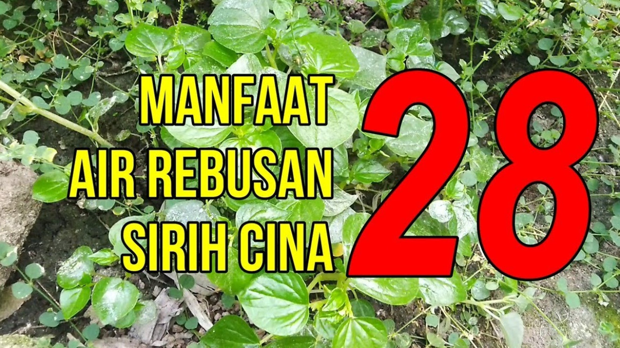 28 Khasiat Daun Sirih Cina Ini Bikin Kulit Mulus, Tubuh Sehat, dan ...