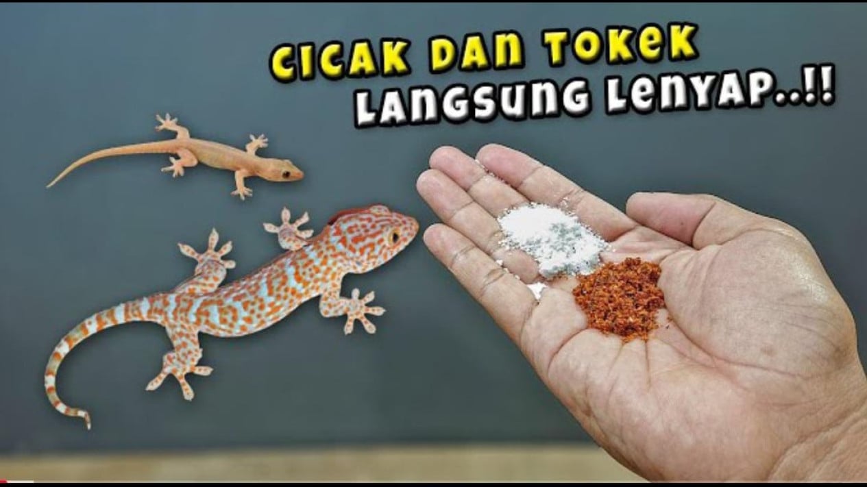 Cara Ampuh! 3 Bahan Merah Murah Bikin Cicak & Tokek Minggat Permanen ...