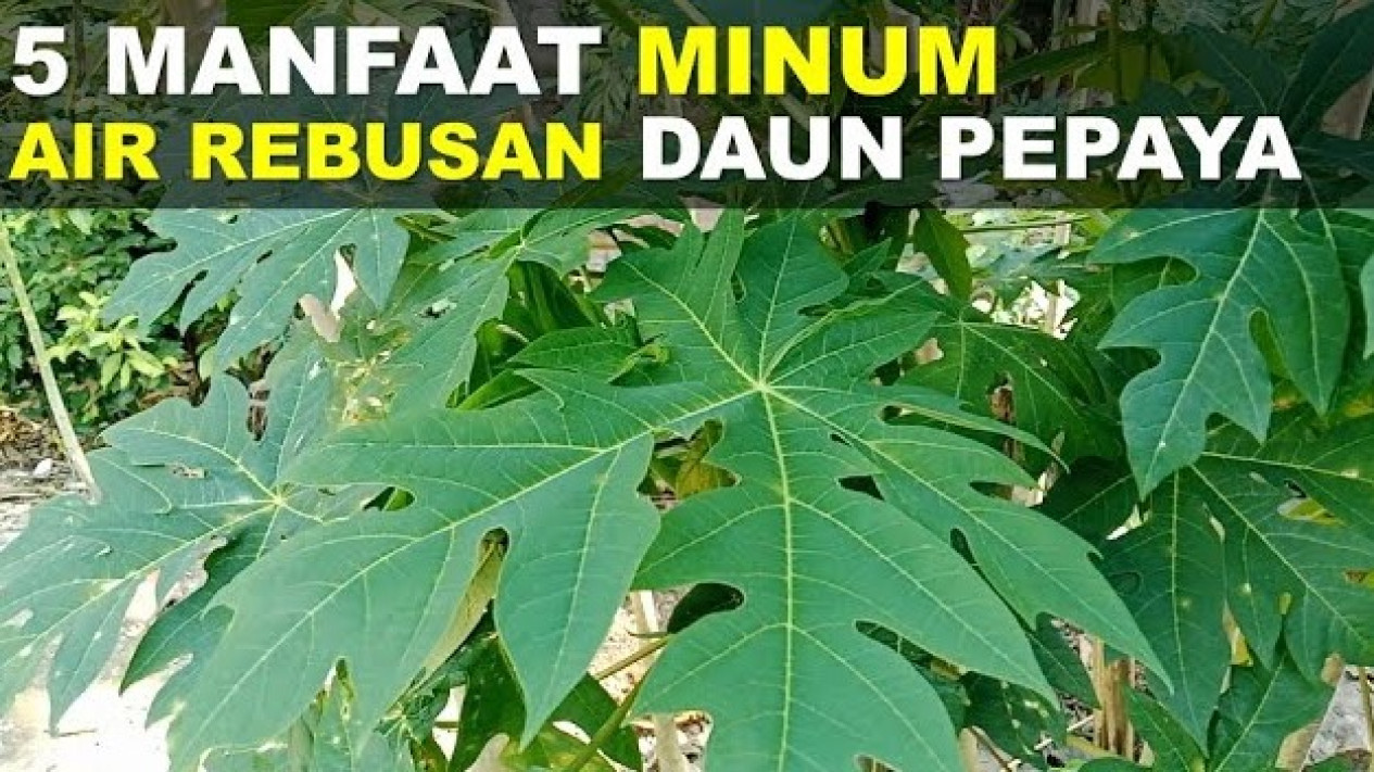 Pahit Tapi Manjur! Air Rebusan Daun Pepaya Ternyata Bisa Bikin Tubuh ...
