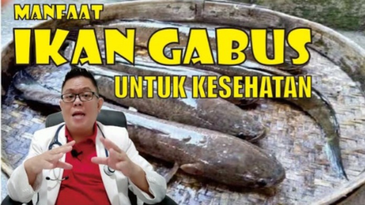 Manfaat Ikan Gabus yang Jarang Diketahui! Bisa Sembuhkan Luka, Turunkan ...