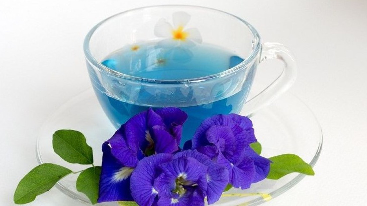 Segudang Manfaat Bunga Telang untuk Kesehatan Tubuh, Yuk Catat!