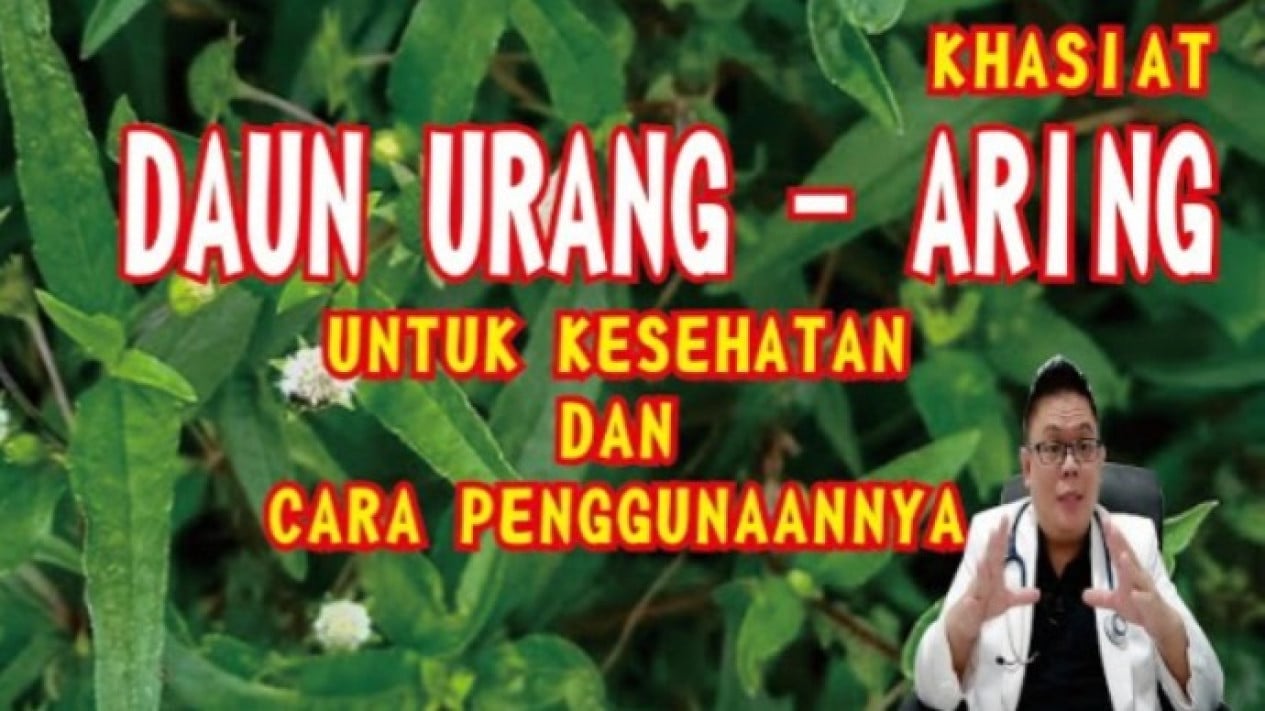 Manfaat Luar Biasa Daun Urang Aring untuk Rambut dan Kesehatan Tubuh