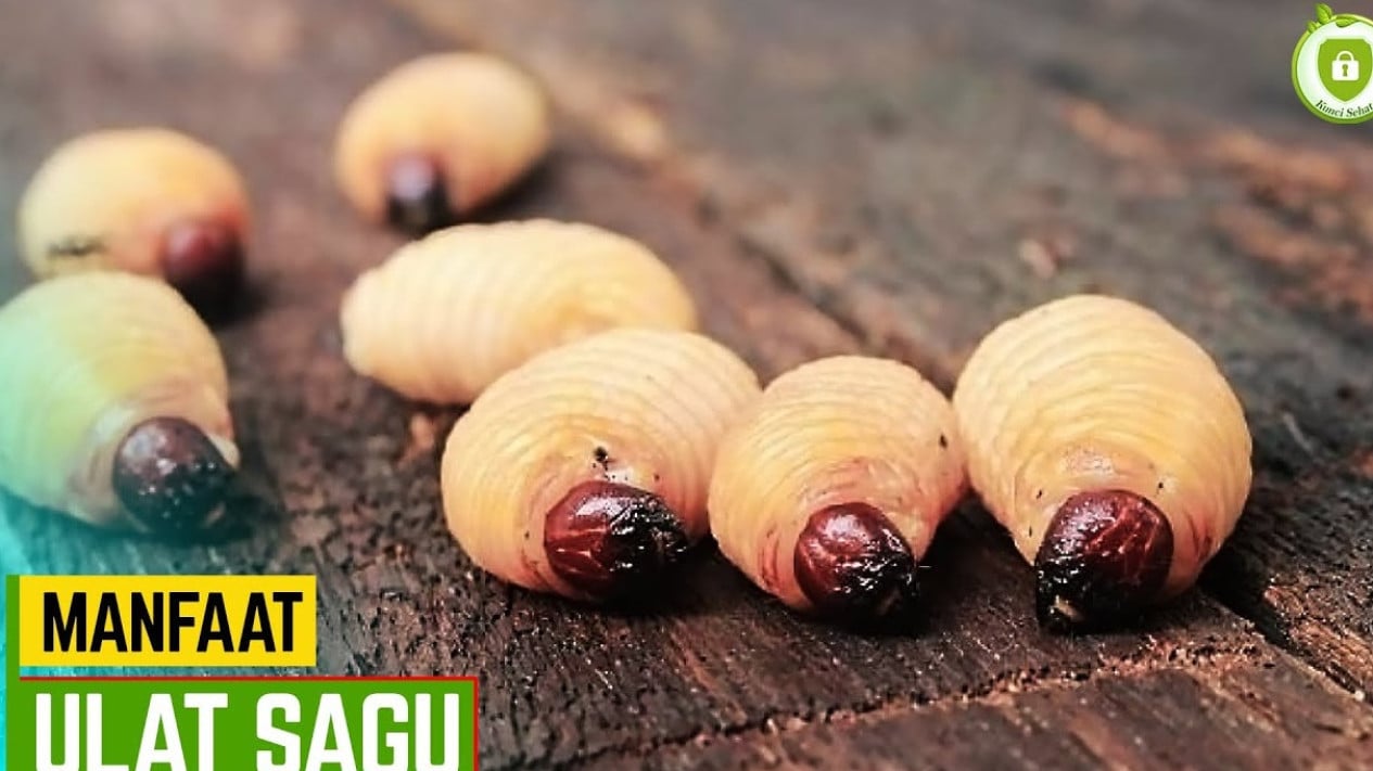Ulat Sagu Bikin Kaget! Ternyata Serangga Ini Punya 9 Manfaat Luar Biasa ...
