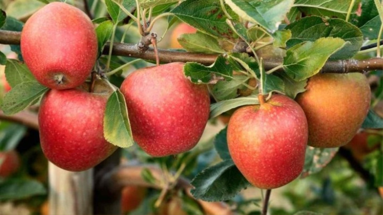 Campuran Apel dan Kayu Manis Ternyata Bisa Turunkan Gula Darah dan Jaga ...