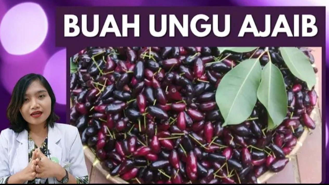 Buah Langka Penyelamat DNA! Ternyata Juwet Punya Kekuatan 'Ajaib ...