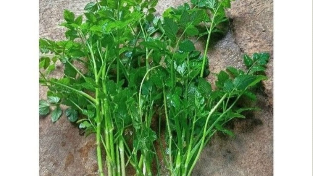 Daun Tespong Ternyata Punya Manfaat Besar Untuk Kesehatan, Bahkan ...