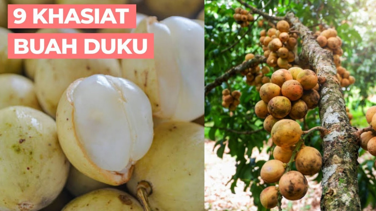 Bukan Buah Sembarangan! Duku Ternyata Punya Kekuatan Dahsyat Lawan ...