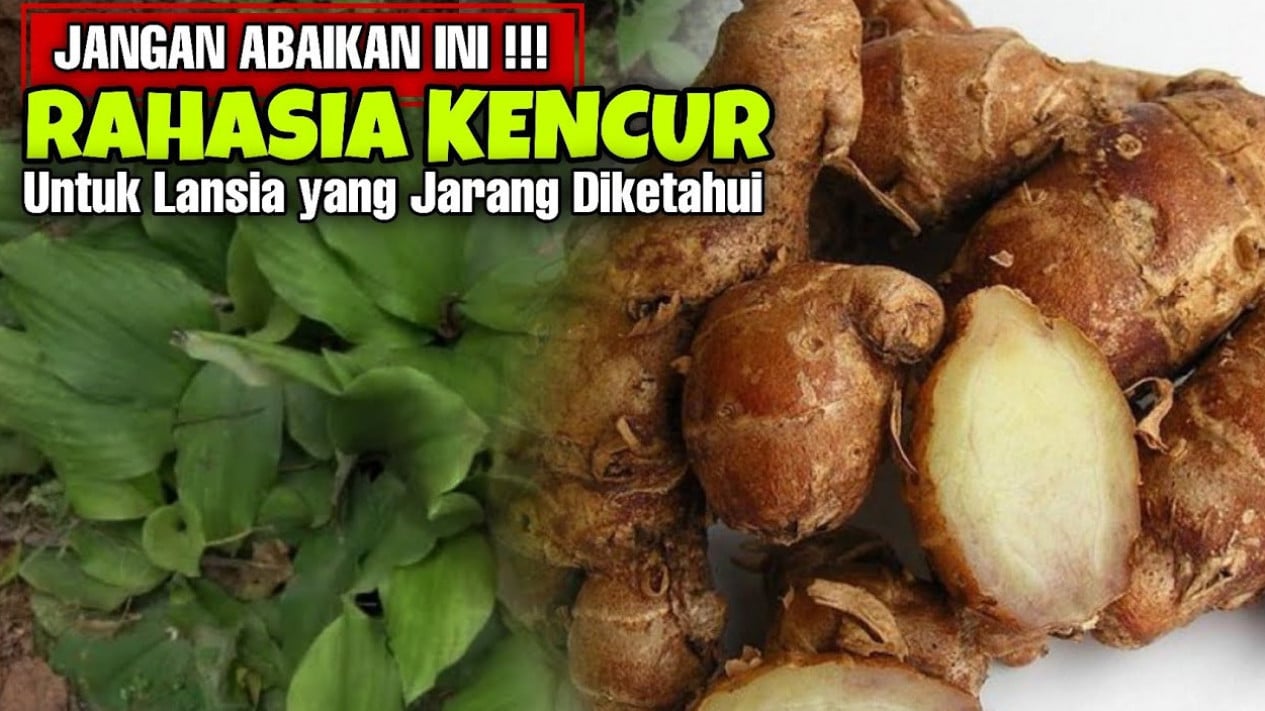 Kencur Ternyata Punya Kekuatan Dahsyat, Manfaatnya Bisa Bikin Tubuh ...