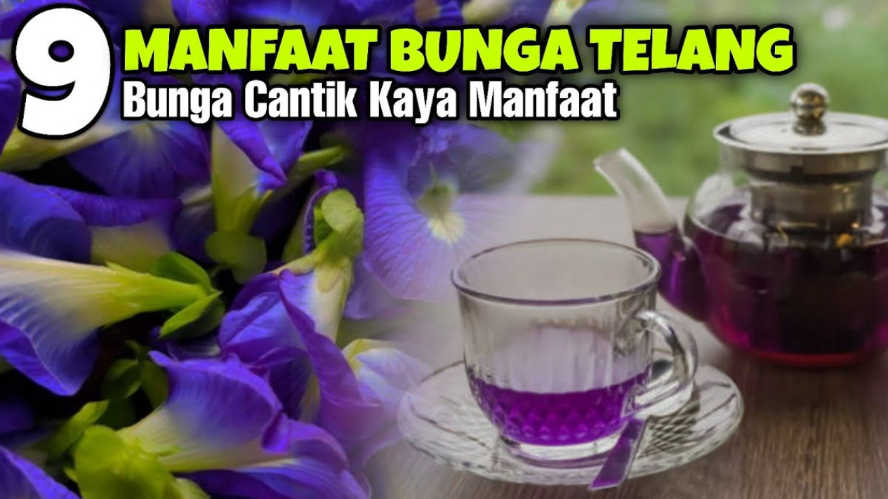 Efek Super Bunga Telang, Dari Otak Tajam sampai Rambut Lebih Kuat Tanpa ...