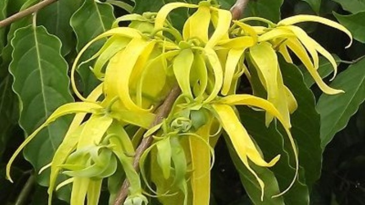 Ternyata Bunga Kenanga Punya Khasiat Rahasia yang Jarang Diketahui ...