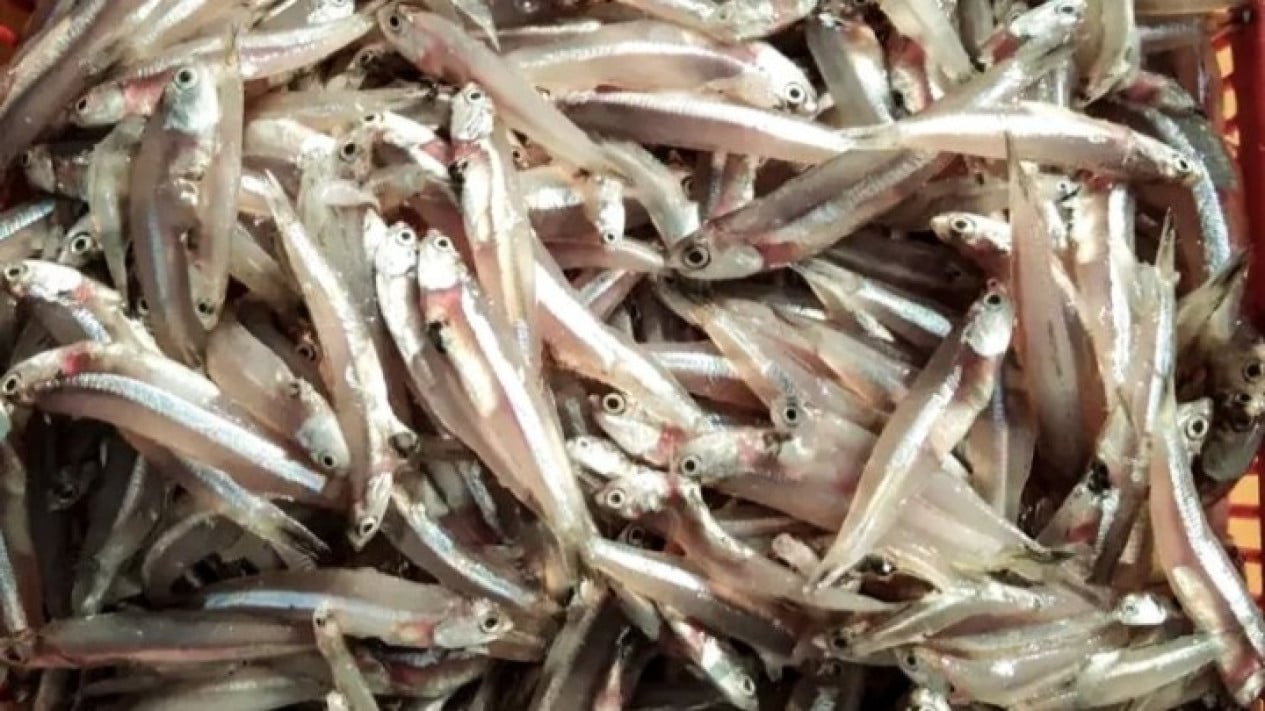 Ternyata Selama Ini Kita Remehkan! Ikan Teri Kecil Tapi Manfaatnya Gede ...