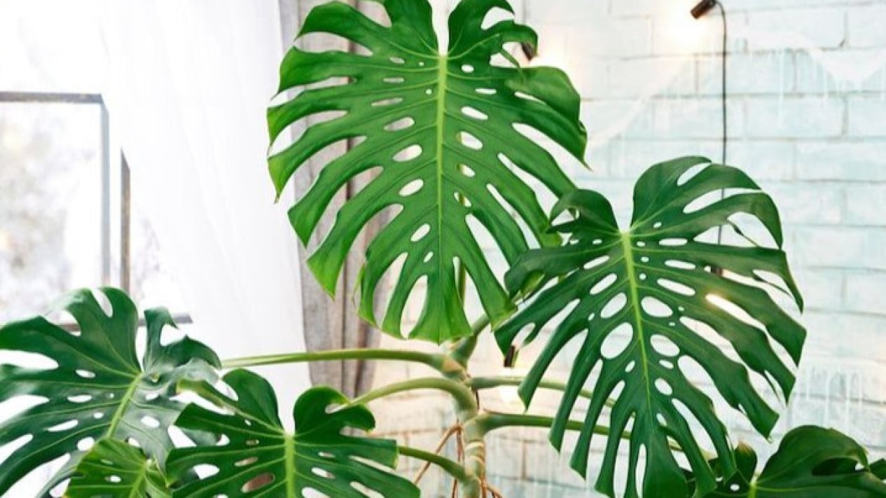4 Tanaman Hias Paling Dicari 2026, Dari Monstera Hingga Calathea yang ...