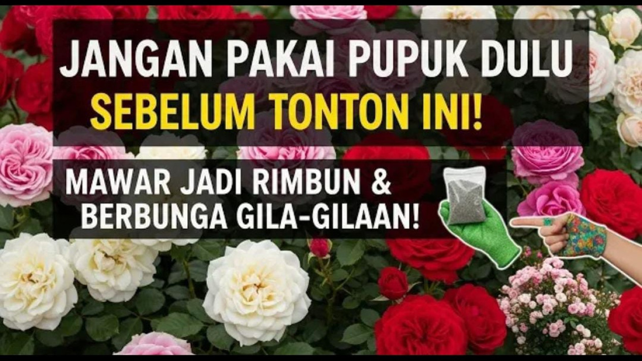 Merawat Mawar Anti Gagal: Trik Jitu Pindah Pot Biar Mawar Gak Gampang Mati!