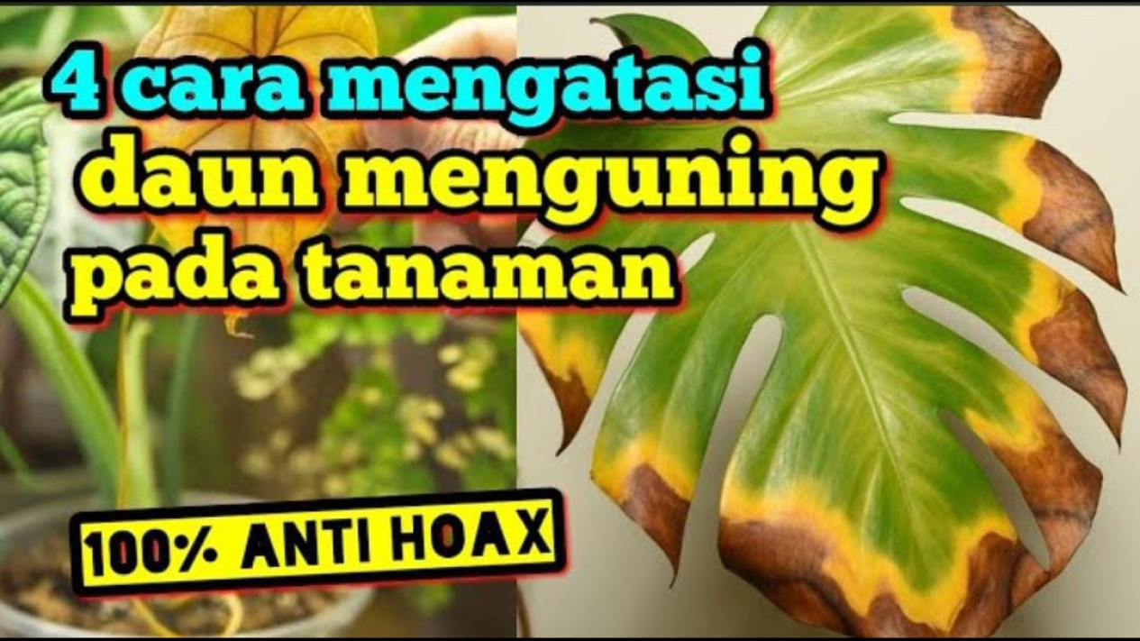 Darurat! Daun Menguning Bikin Tanaman Sekarat? Ini Trik Kilat ...