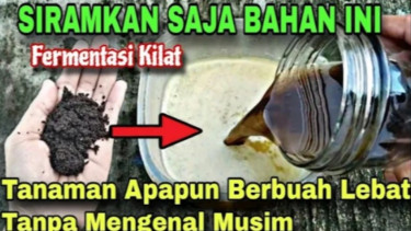 Kesal Tanaman Sulit Berbuah, Ini Rahasia Pupuknya, Bikin Tanaman Cepat Berbuah di Luar Musim!